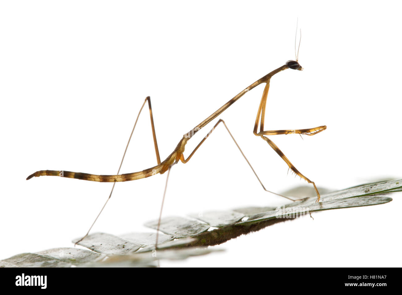 Praying Mantis (Thespidae), Suriname Stock Photo - Alamy Praying Mantis (Thespidae), Suriname Stock Photo - Alamy