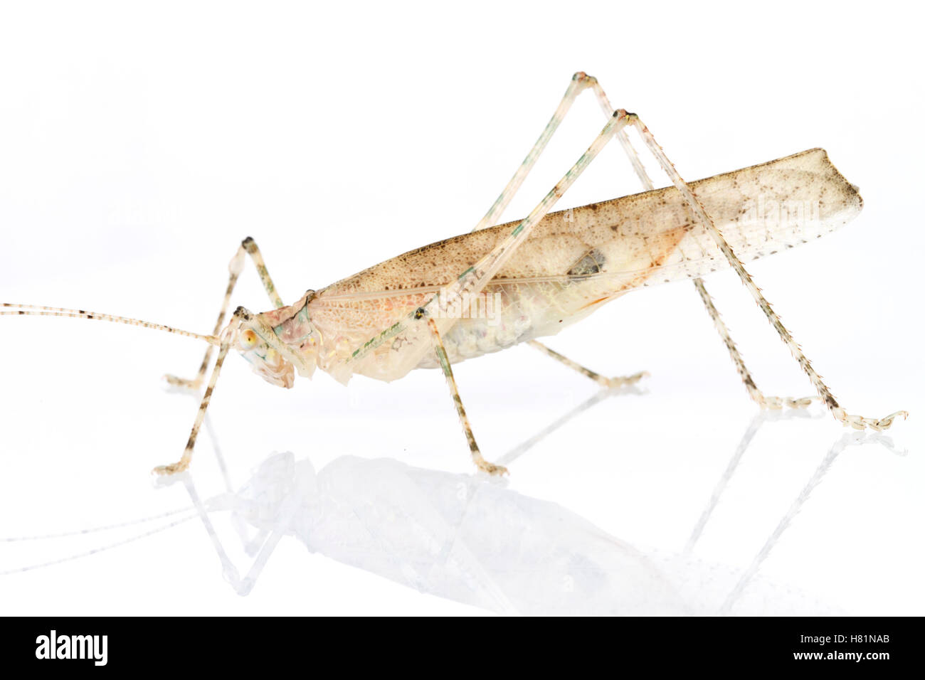 Katydid (Tettigoniidae), newly discovered species, Suriname Stock Photo ...