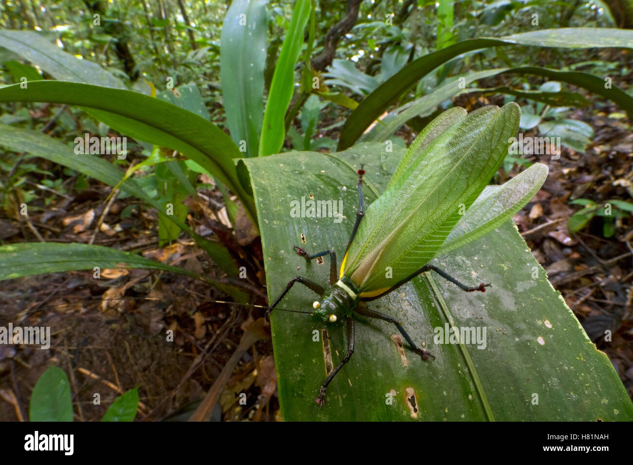 Katydid (Moncheca sp), newly discovered species, Suriname Stock Photo ...