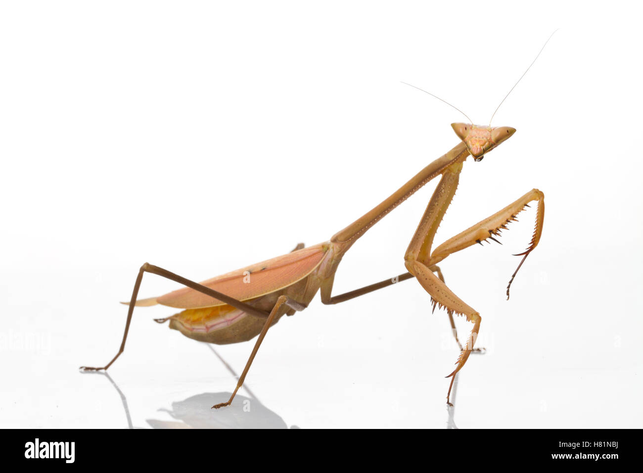 Praying Mantis (Oxyopsis sp), Suriname Stock Photo - Alamy