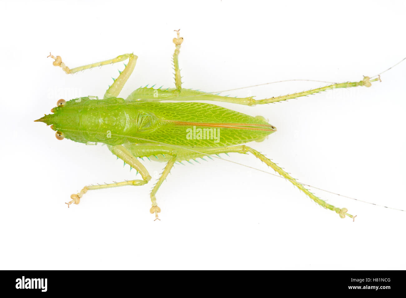 Katydid (Copiphora sp), newly discovered species, Suriname Stock Photo ...