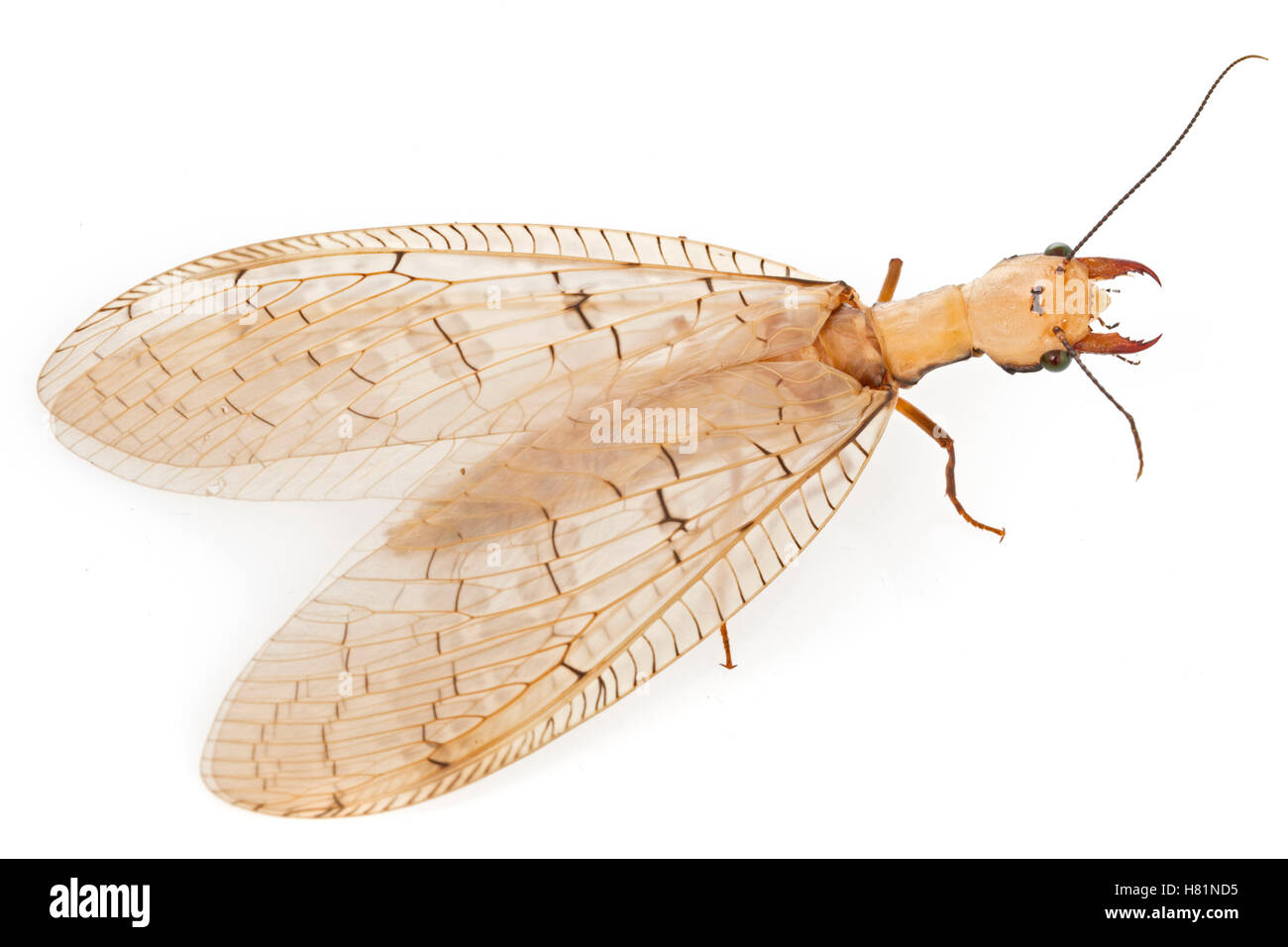 Dobsonfly (Corydalidae) female, Suriname Stock Photo - Alamy