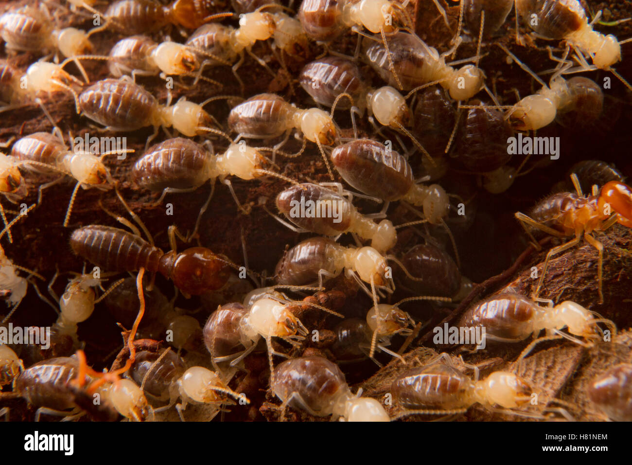 Termite colony, Suriname Stock Photo - Alamy