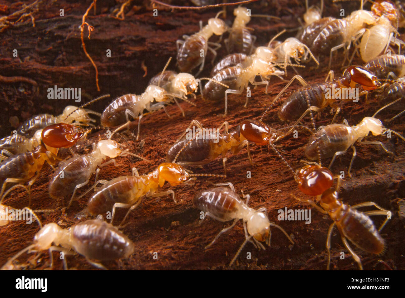 Termite workers and soldiers, Suriname Stock Photo - Alamy