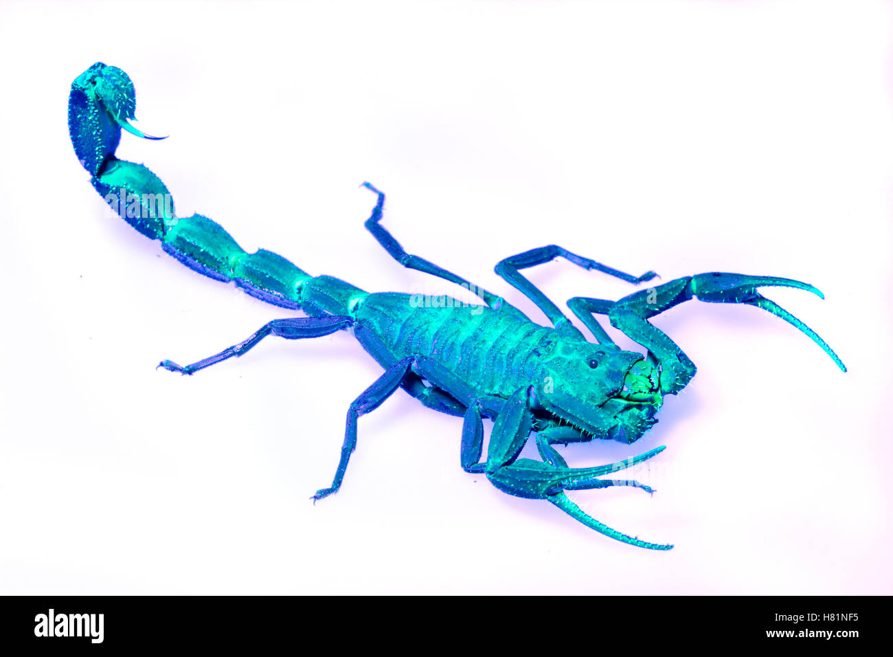 Thick-tailed Scorpion (Tityus sp) under ultraviolet light, Suriname ...