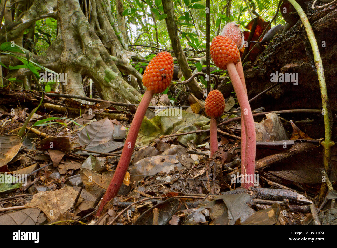 Parasitic Plant (Helosis cayennensis) group on rainforest floor ...