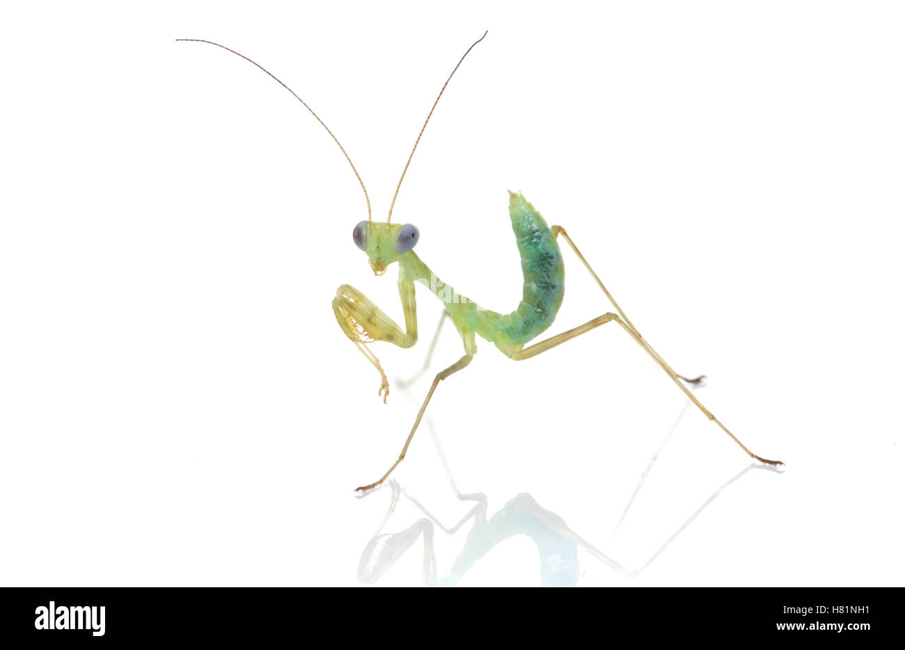 Mantid (Taumantis sp) instar, Woburn, Massachusetts Stock Photo - Alamy