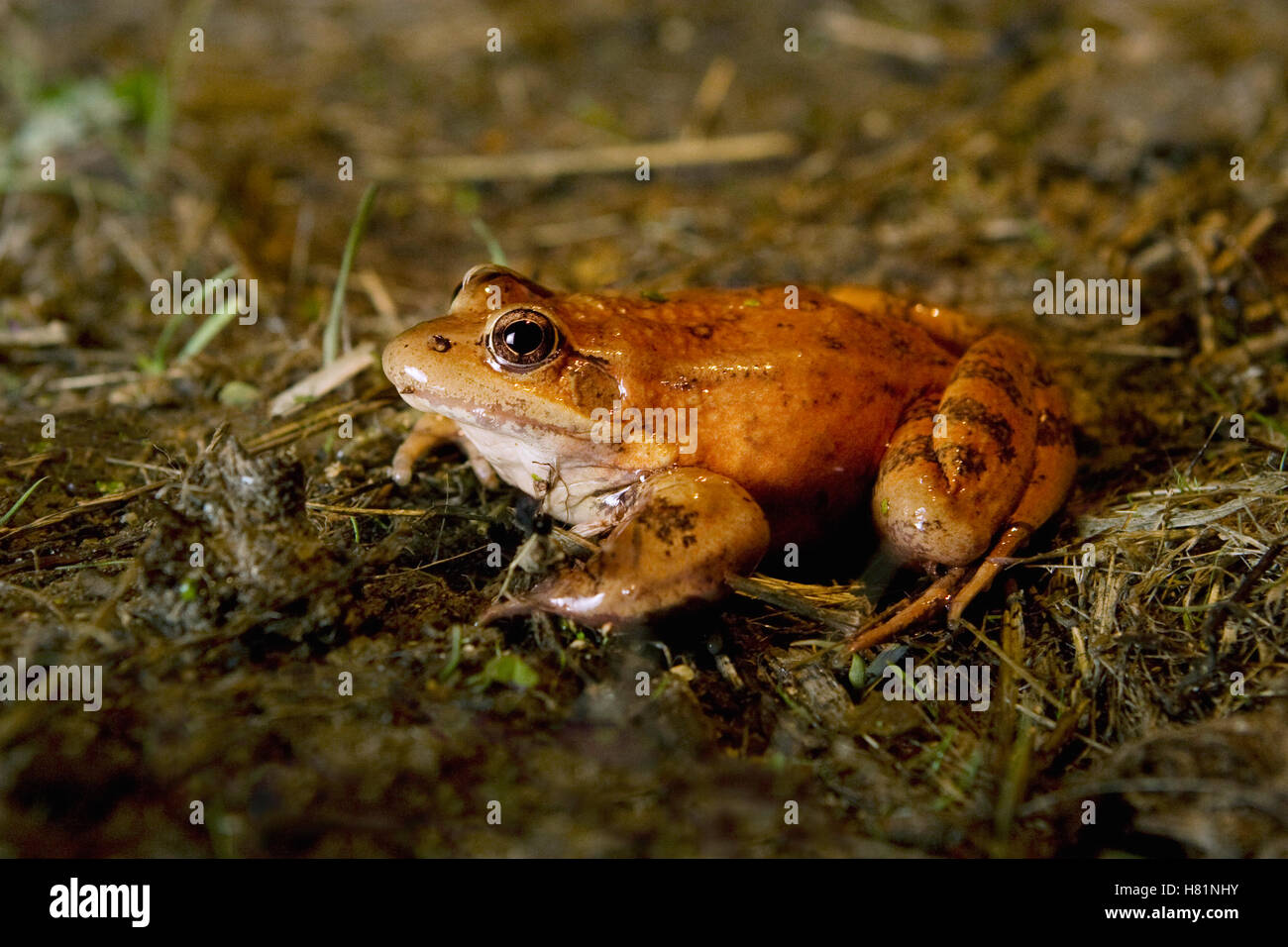 California Red-legged Frog (Rana draytonii) female, Elkhorn Slough ...