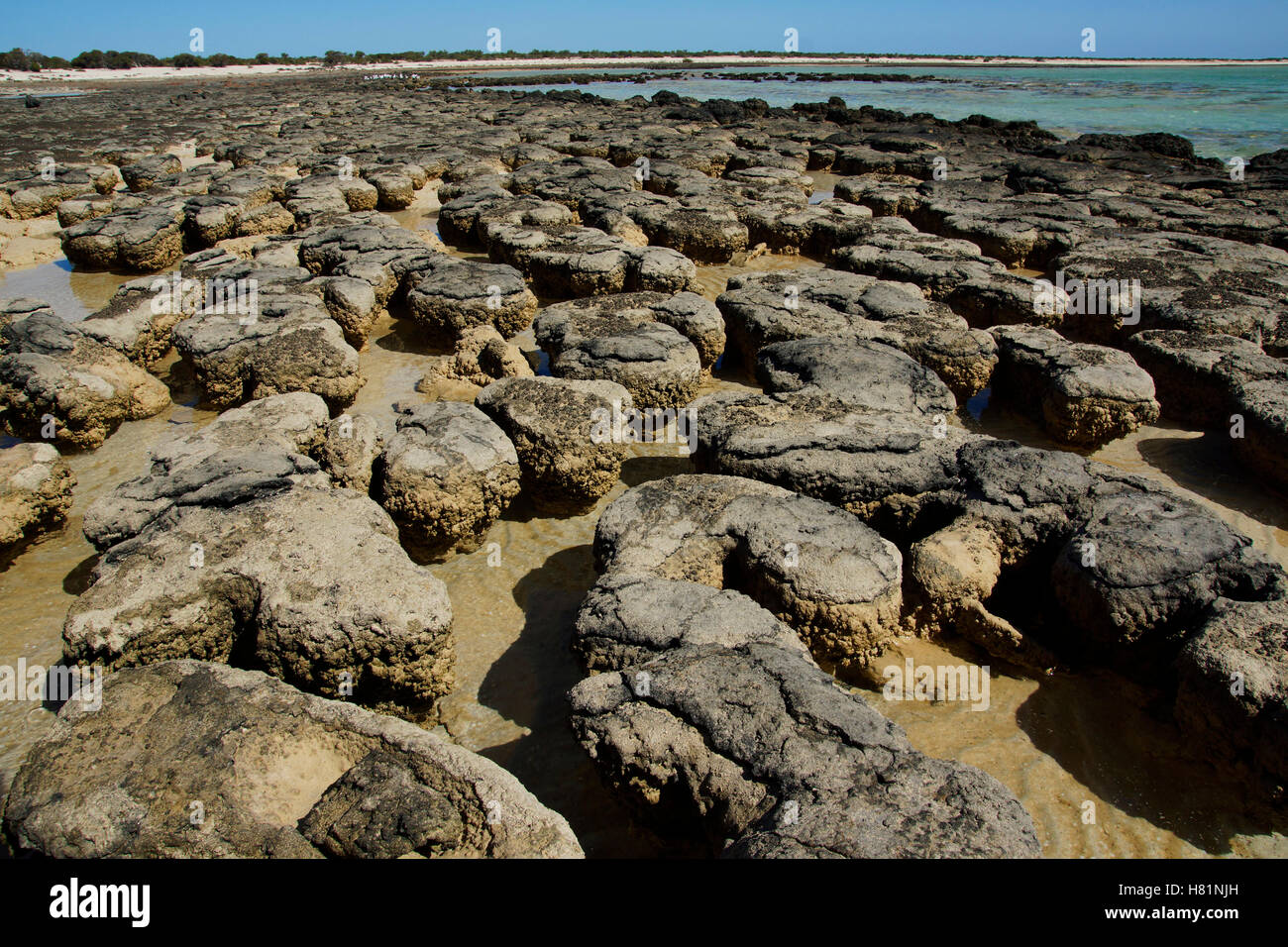Stromatolites, colonies of blue-green algae, the oldest life form that ...