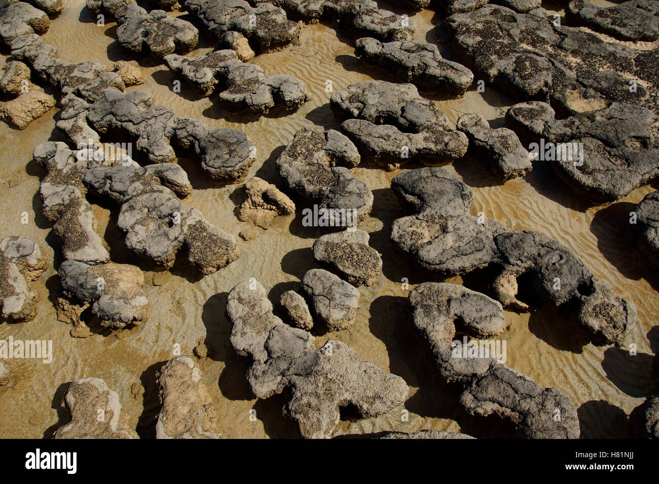 Stromatolites, colonies of blue-green algae, the oldest life form that ...