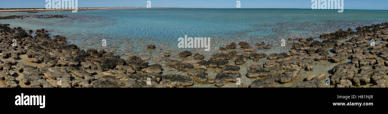 Stromatolites, colonies of blue-green algae, the oldest life form that ...