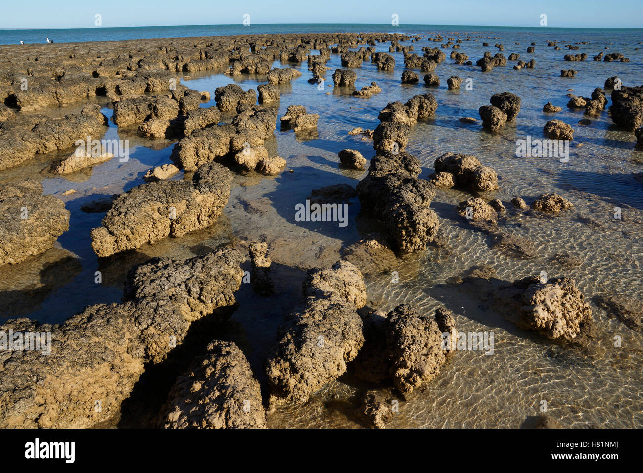 Stromatolites, colonies of blue-green algae, the oldest life form that ...