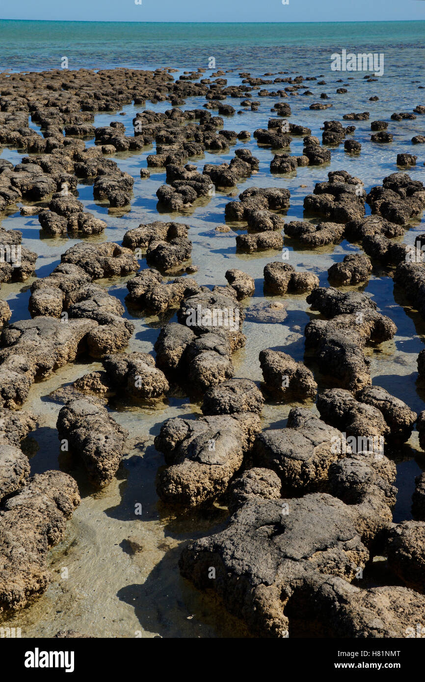Stromatolites, colonies of blue-green algae, the oldest life form that ...