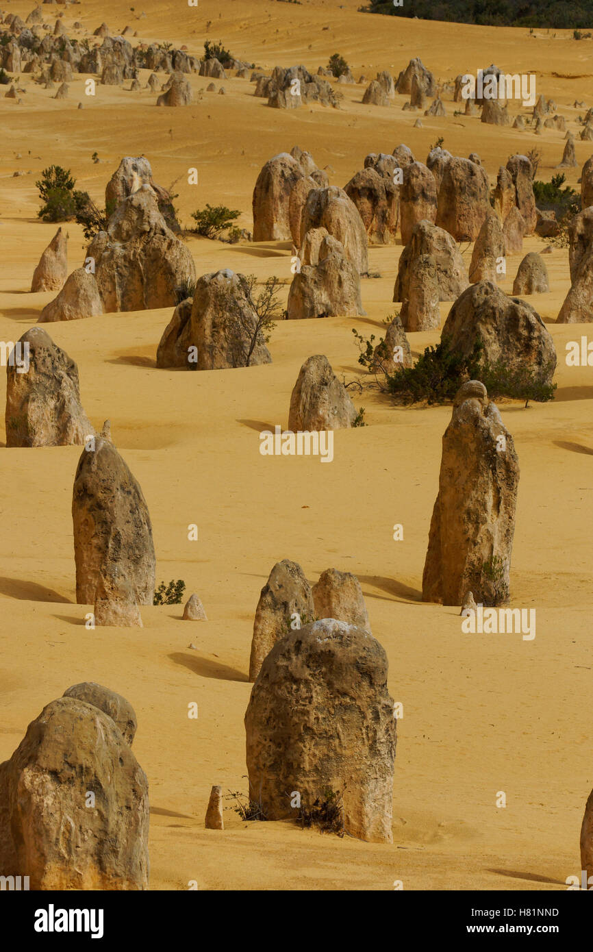 Limestone pinnacles in desert, Nambung National Park, Western Australia ...