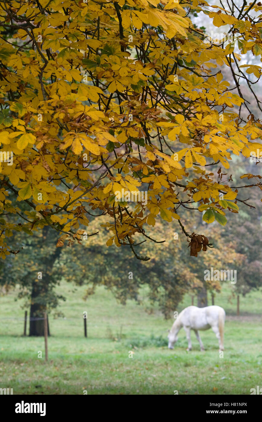 Autumn trees with a white horse in background Stock Photo - Alamy