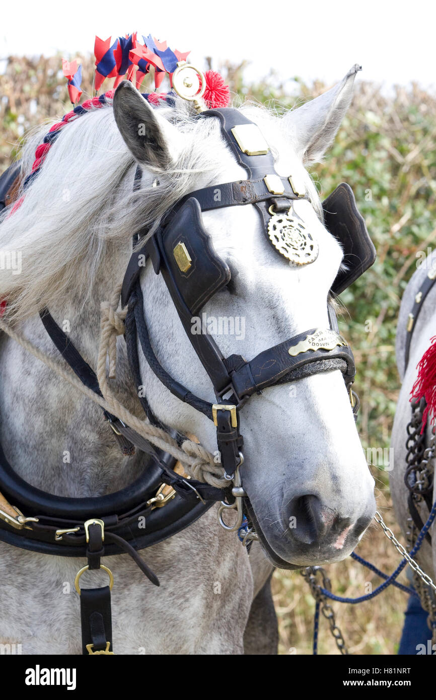 Percheron horse hi-res stock photography and images - Alamy