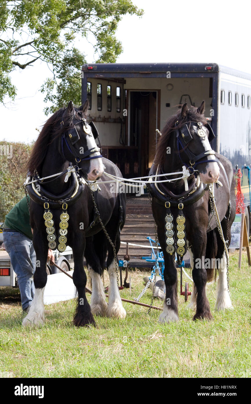 Traditional ploughing a farmer works the land with horses and a Single ...