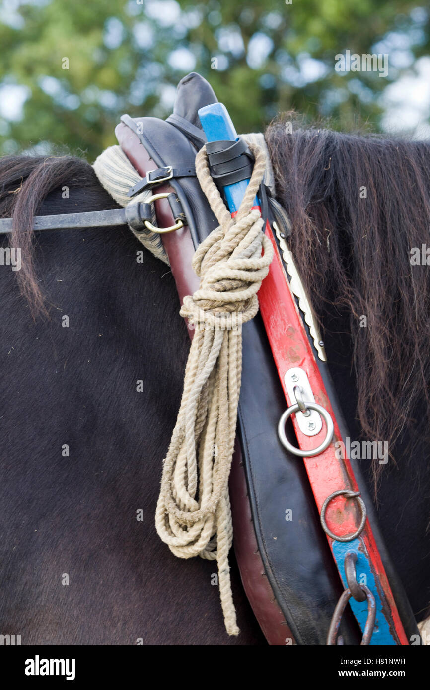 Heavy Horse Harness Adjustable Collar and rope Stock Photo - Alamy