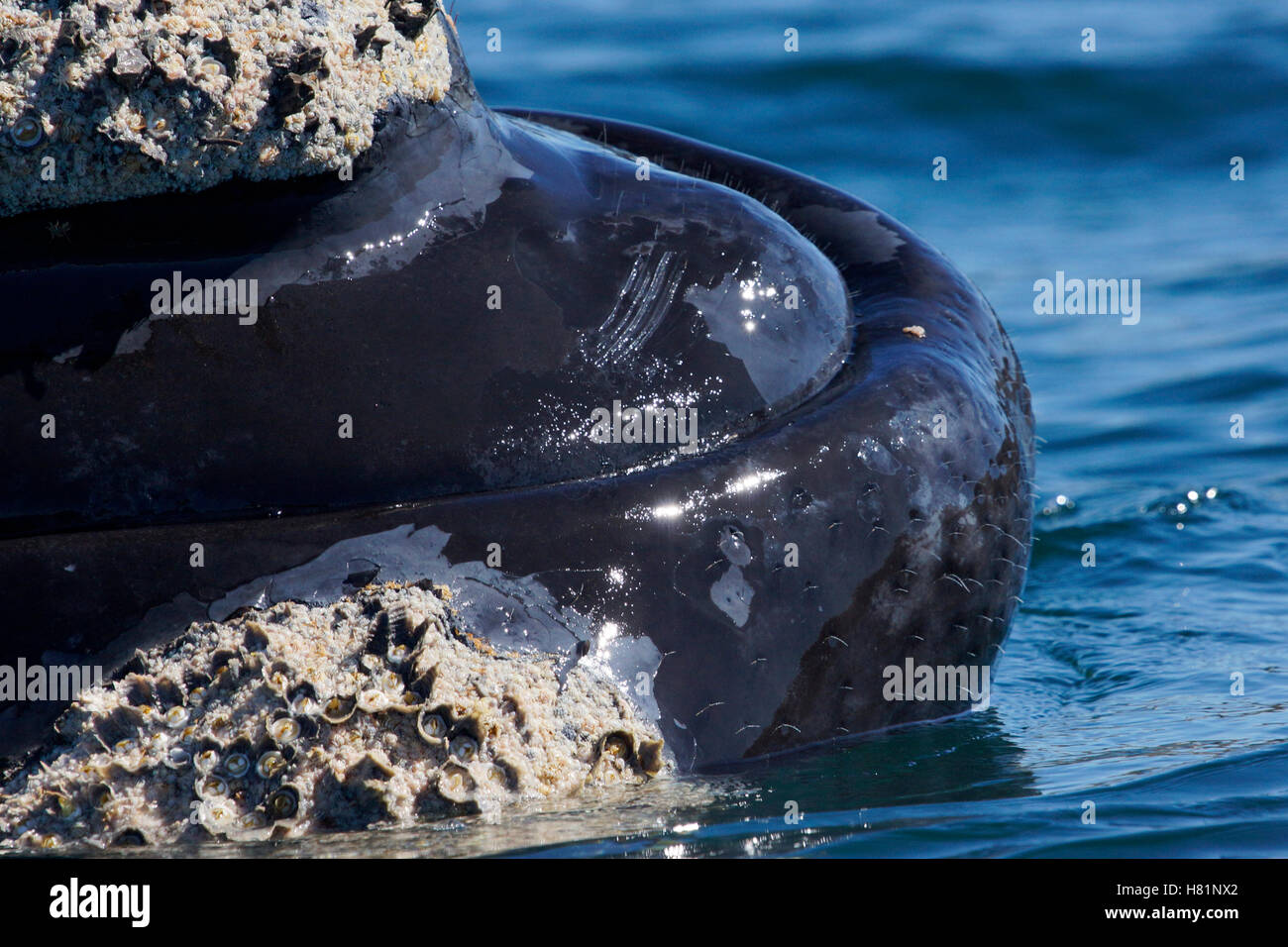 Southern Right Whale (Eubalaena australis) hair on chin and upper jaw ...