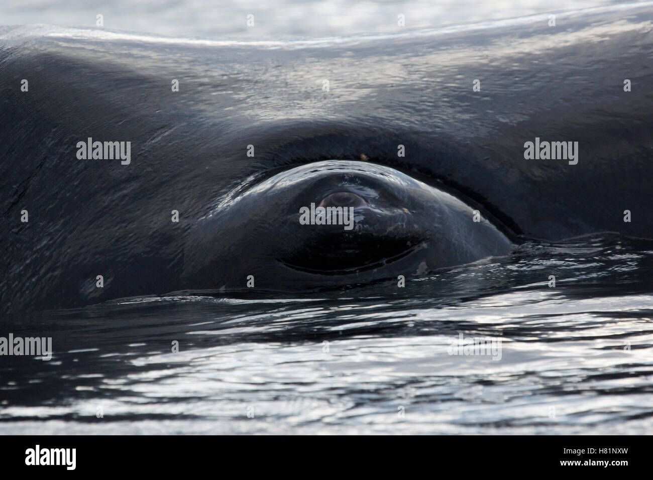 Southern Right Whale (Eubalaena australis) eye, Valdes Peninsula ...