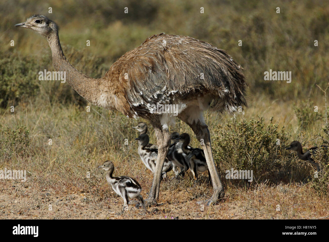 Lesser Rhea (Rhea pennata) father and chicks, Valdes Peninsula, Argentina Stock Photo - Alamy