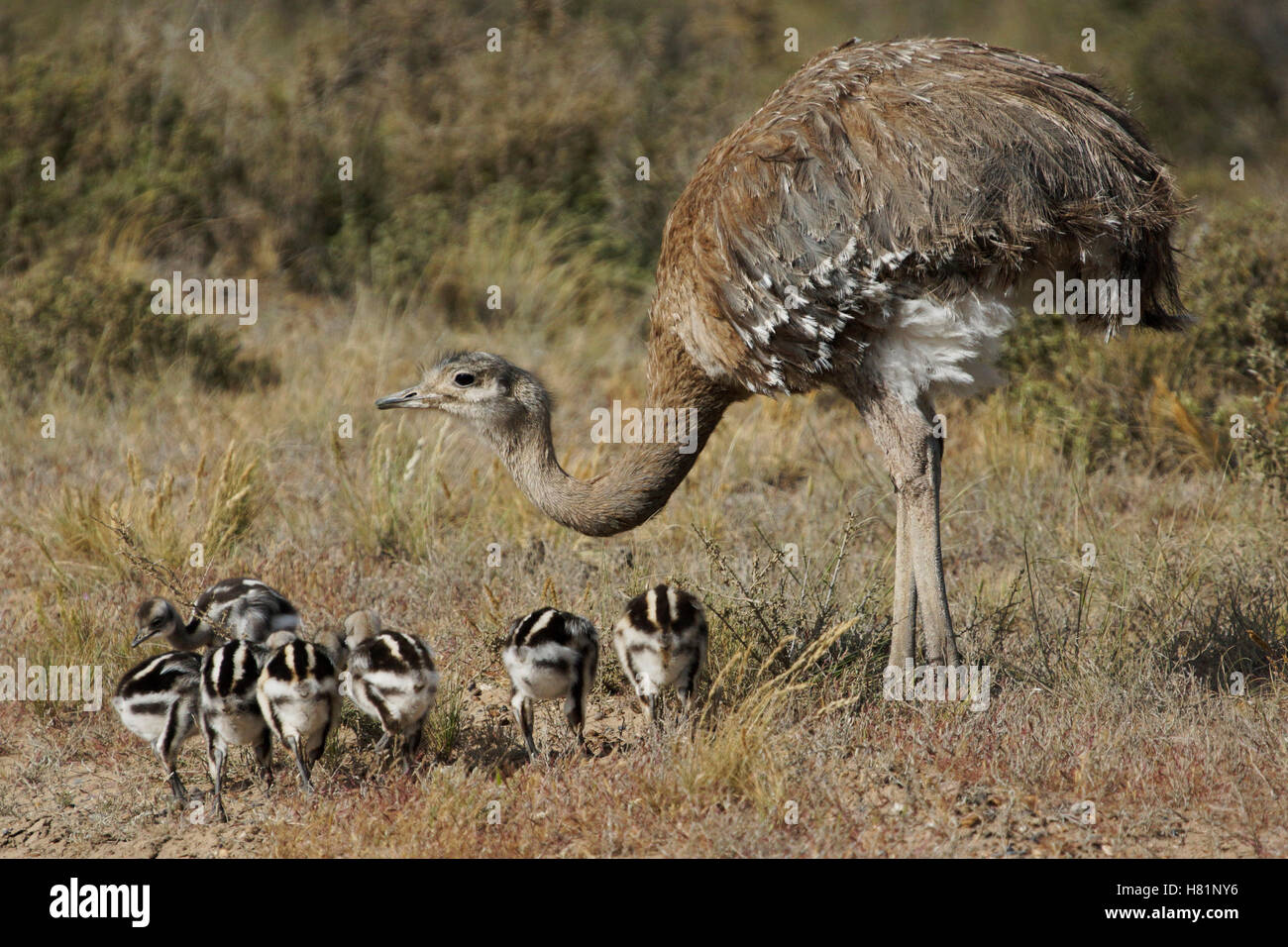 Lesser Rhea (Rhea pennata) father and chicks, Valdes Peninsula ...