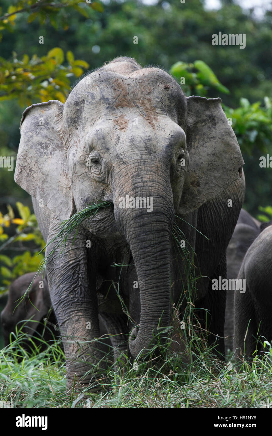 Borneo Pygmy Elephant (Elephas maximus borneensis) feeding, Borneo ...