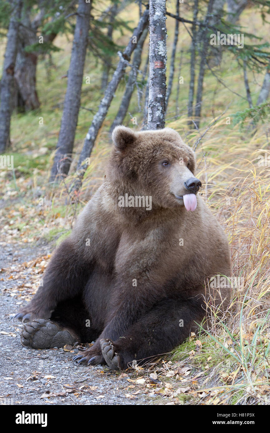 Grizzly Bear (Ursus arctos horribilis) sticking out its tongue, Katmai ...