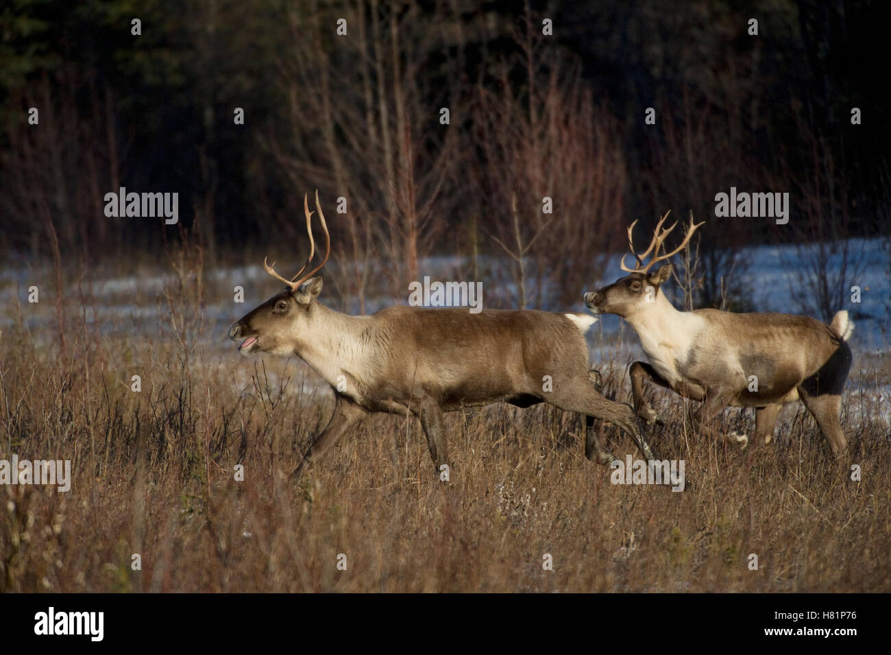 Caribou (Rangifer tarandus) pair running, Alaska Stock Photo - Alamy