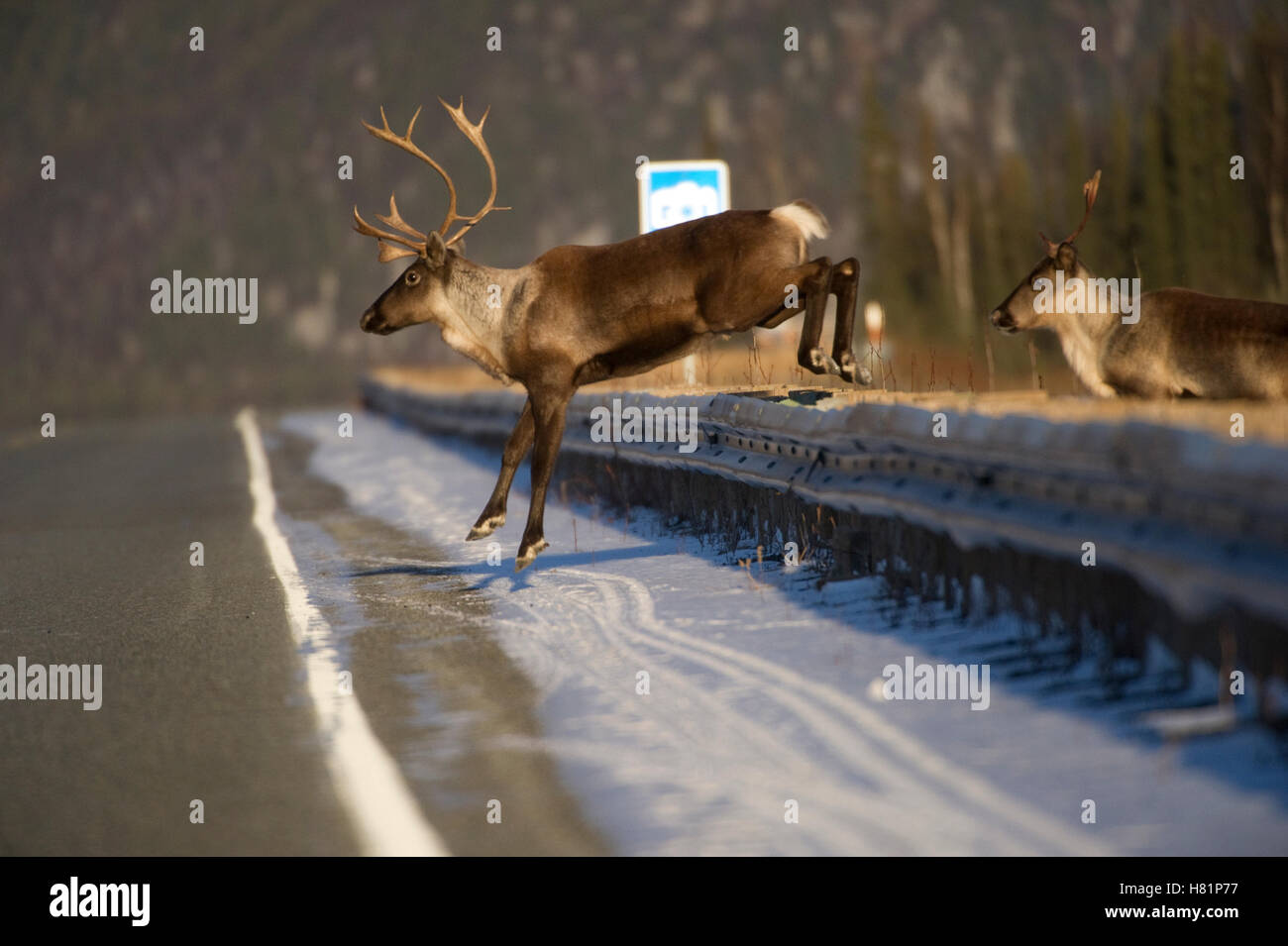 Caribou (Rangifer tarandus) jumping over barrier onto highway during ...