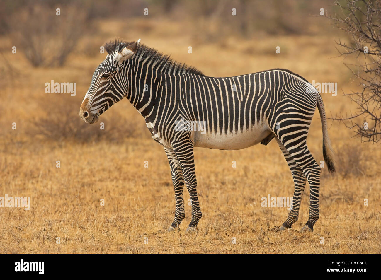 Grevy's Zebra (Equus grevyi) male, Samburu-Isiolo Game Reserve, Kenya ...