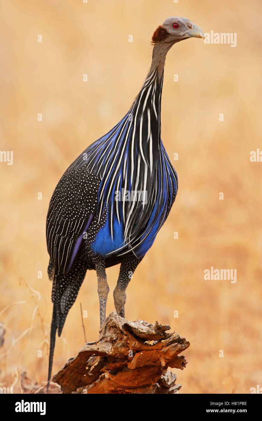 Vulturine Guineafowl (Acryllium vulturinum), Samburu-Isiolo Game ...