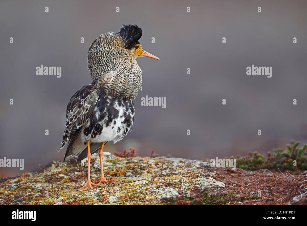 Ruff (Philomachus pugnax) male at lek, Varanger Peninsula, Norway Stock ...