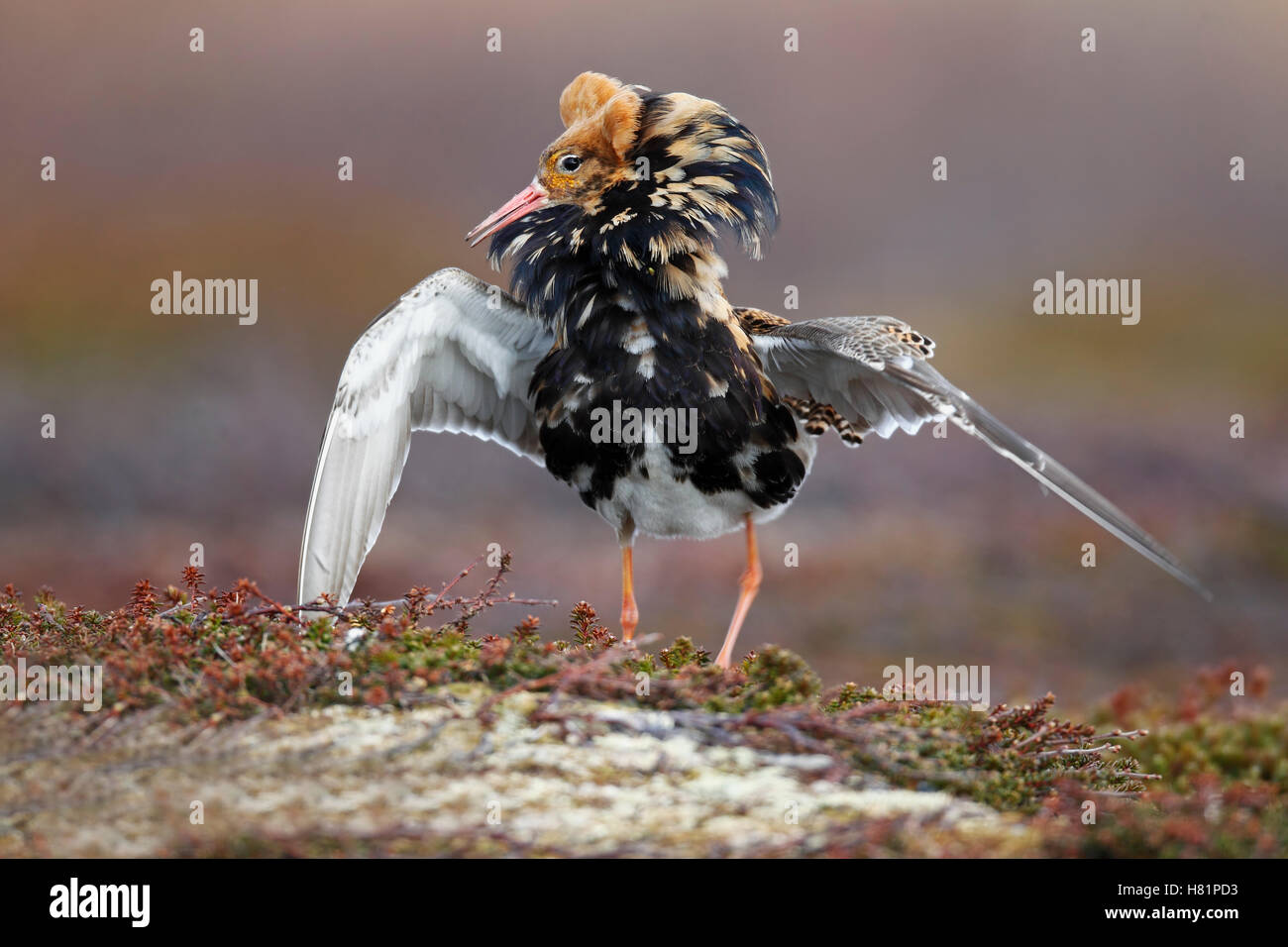 Ruff (Philomachus pugnax) male displaying at lek, Varanger Peninsula ...