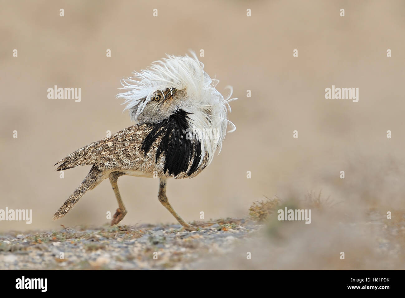 Houbara Bustard (Chlamydotis undulata) male displaying, Fuerteventura ...