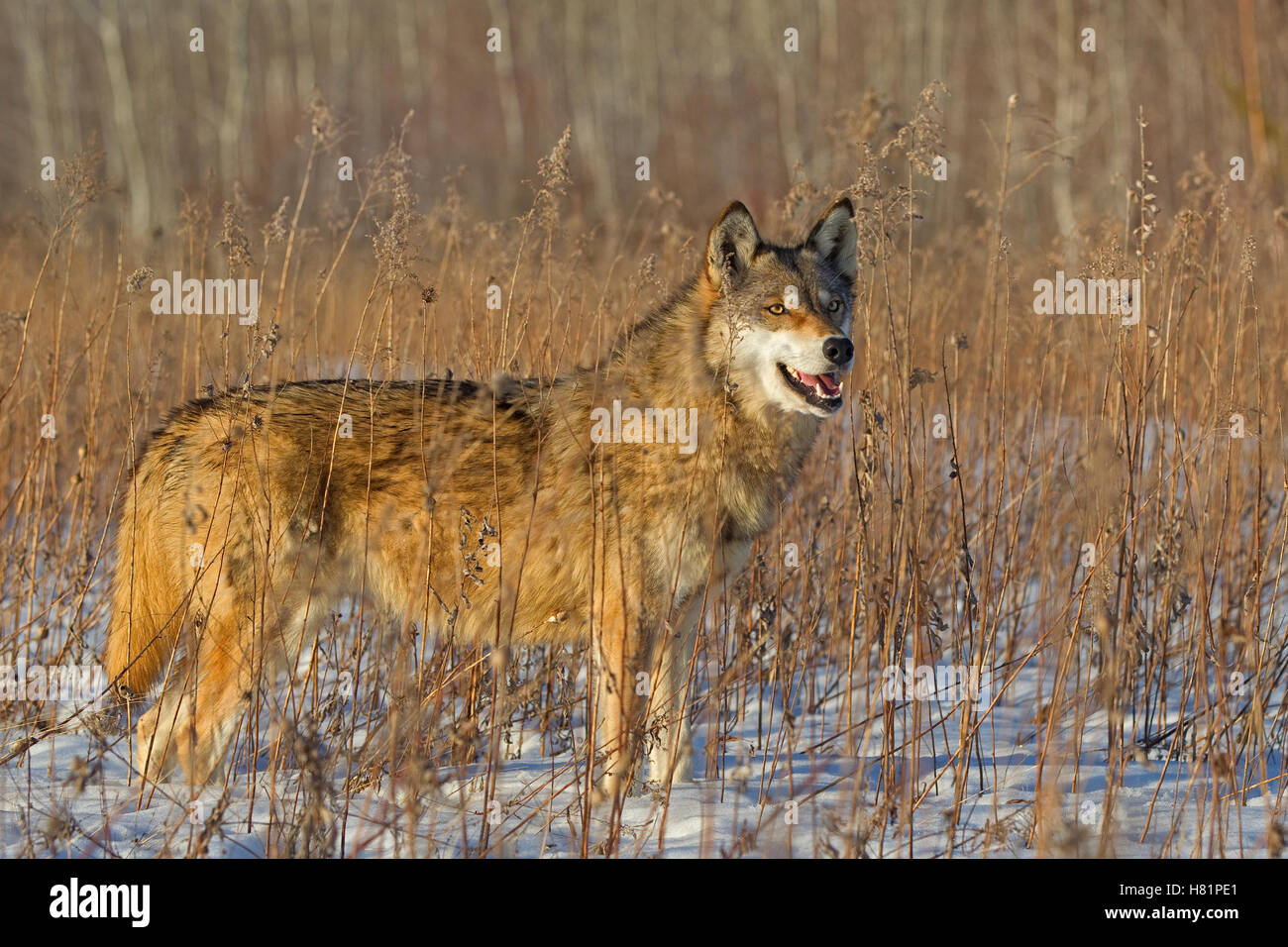 Timber Wolf (Canis lupus) in snow, Minnesota Stock Photo - Alamy