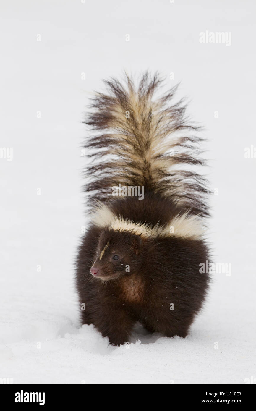 Striped Skunk (Mephitis mephitis) in early spring, North America Stock ...