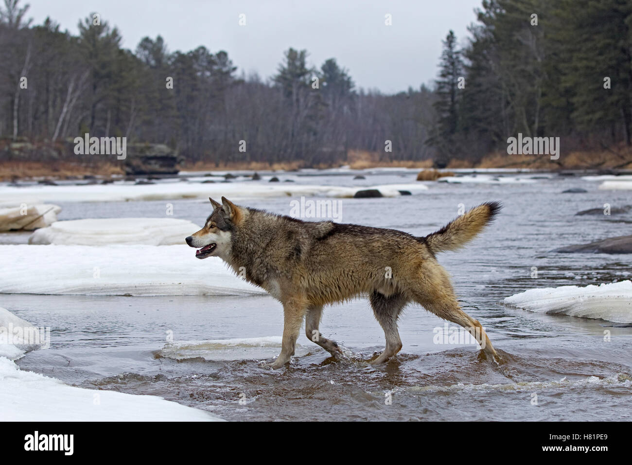 Timber Wolf (Canis lupus) crossing river, Minnesota Stock Photo - Alamy