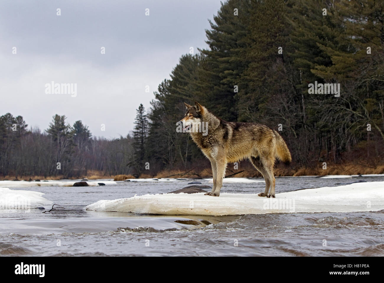 Timber Wolf (Canis lupus) at river, Minnesota Stock Photo - Alamy