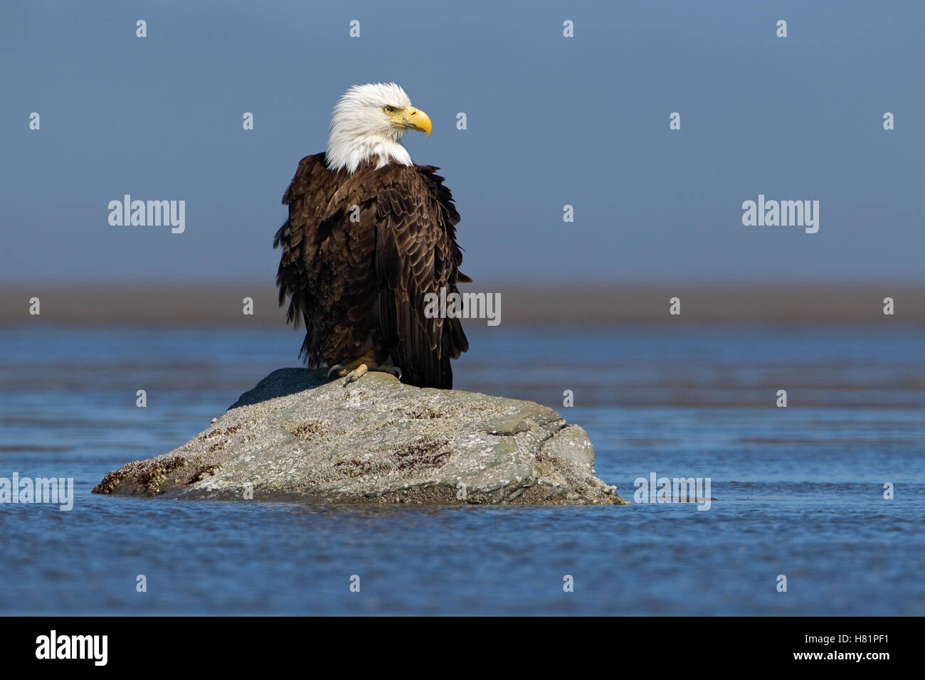 Bald Eagle (Haliaeetus leucocephalus), Cook Inlet, Lake Clark National ...