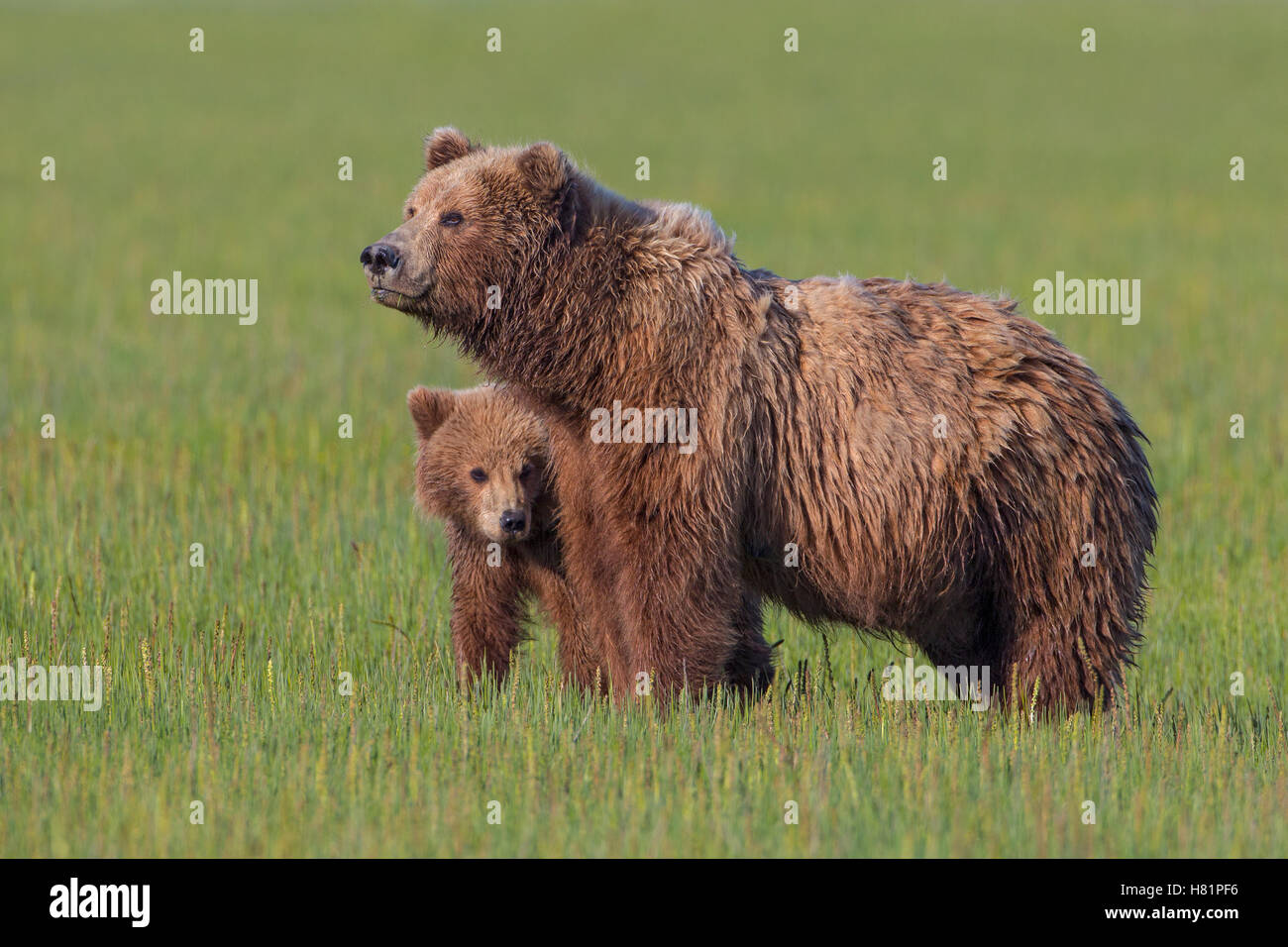Grizzly Bear (Ursus arctos horribilis) mother with cub, Lake Clark ...