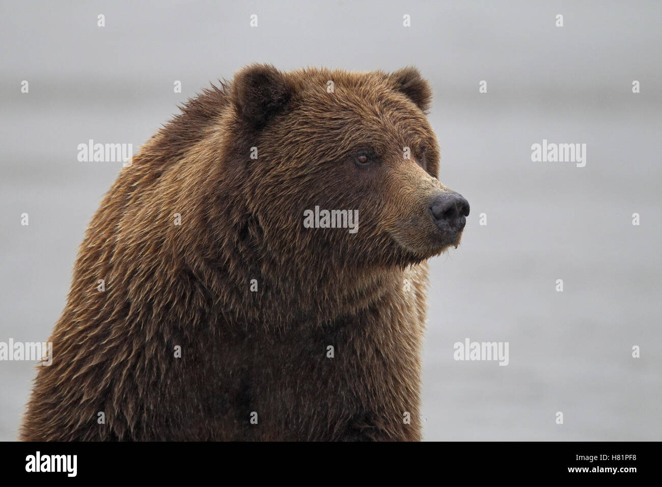 Grizzly Bear (Ursus arctos horribilis), Lake Clark National Park ...