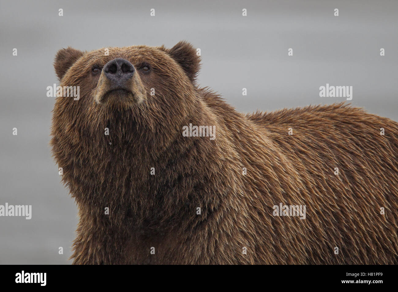 Grizzly Bear (Ursus arctos horribilis) smelling air, Lake Clark ...
