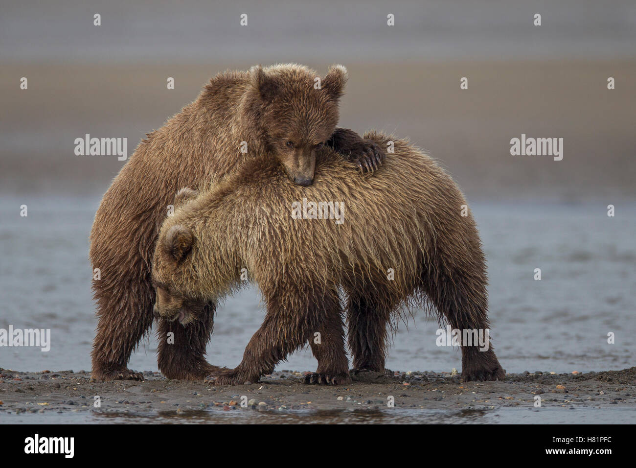 Grizzly Bear (Ursus arctos horribilis) cubs playing, Lake Clark ...