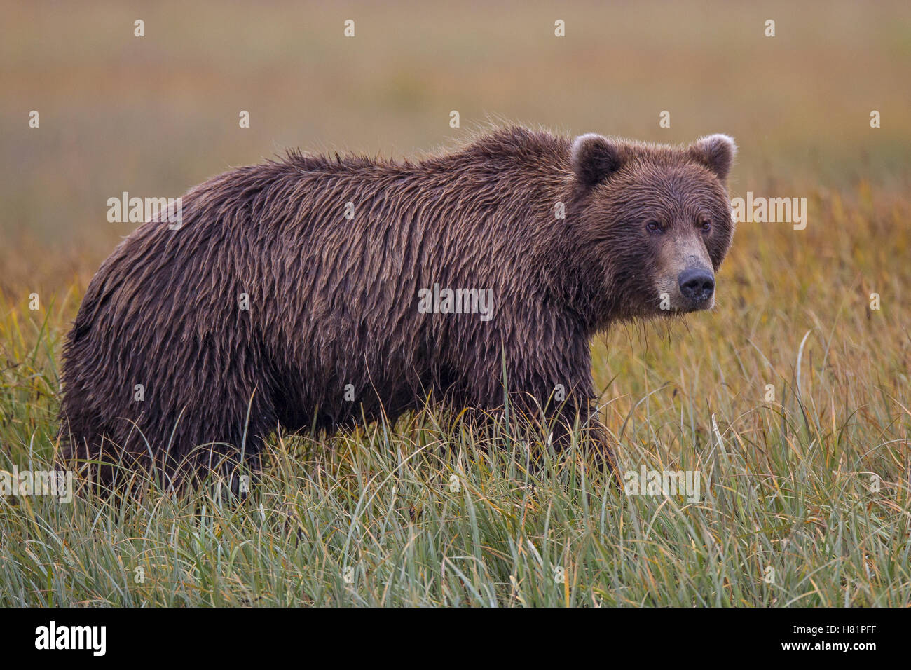 Grizzly Bear (Ursus arctos horribilis), Lake Clark National Park ...