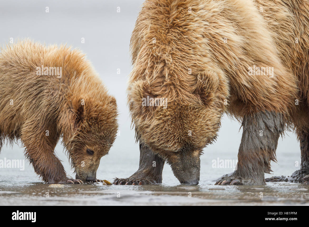Grizzly Bear (Ursus arctos horribilis) mother and cub digging for clams ...