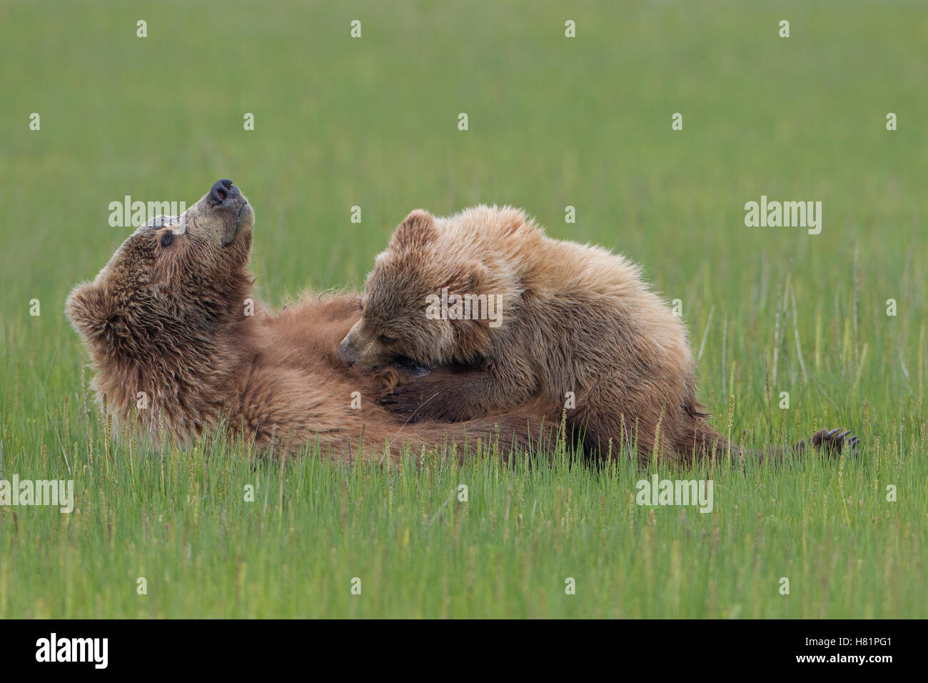 Grizzly Bear (Ursus arctos horribilis) mother nursing cub, Lake Clark ...