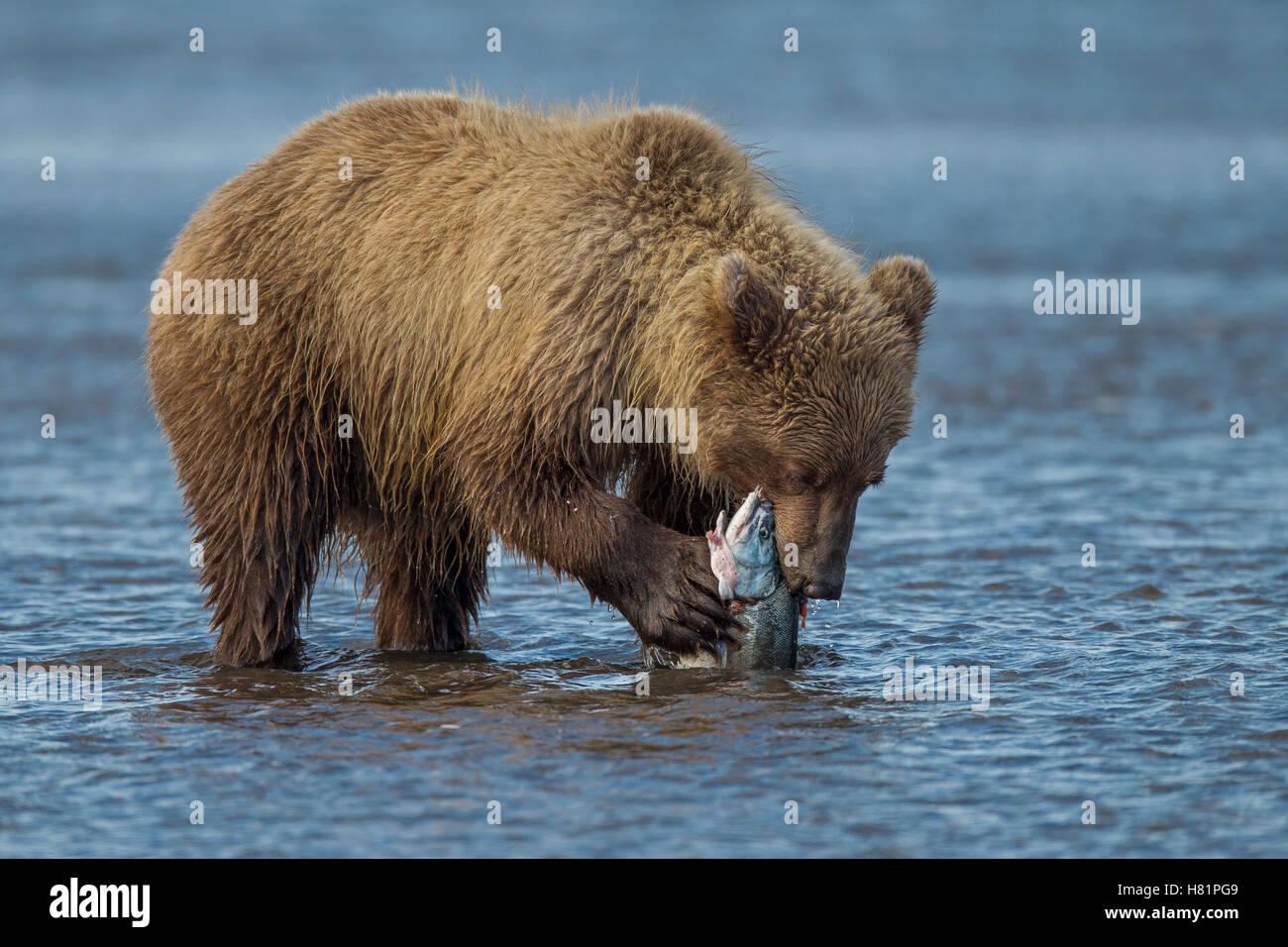 Grizzly Bear (Ursus arctos horribilis) feeding on salmon, Lake Clark ...
