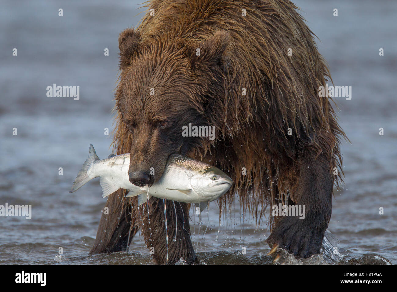 Grizzly Bear (Ursus arctos horribilis) with caught salmon, Lake Clark ...