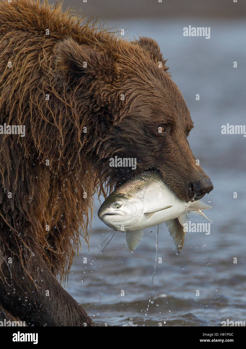 Grizzly Bear (Ursus arctos horribilis) with caught salmon, Lake Clark ...